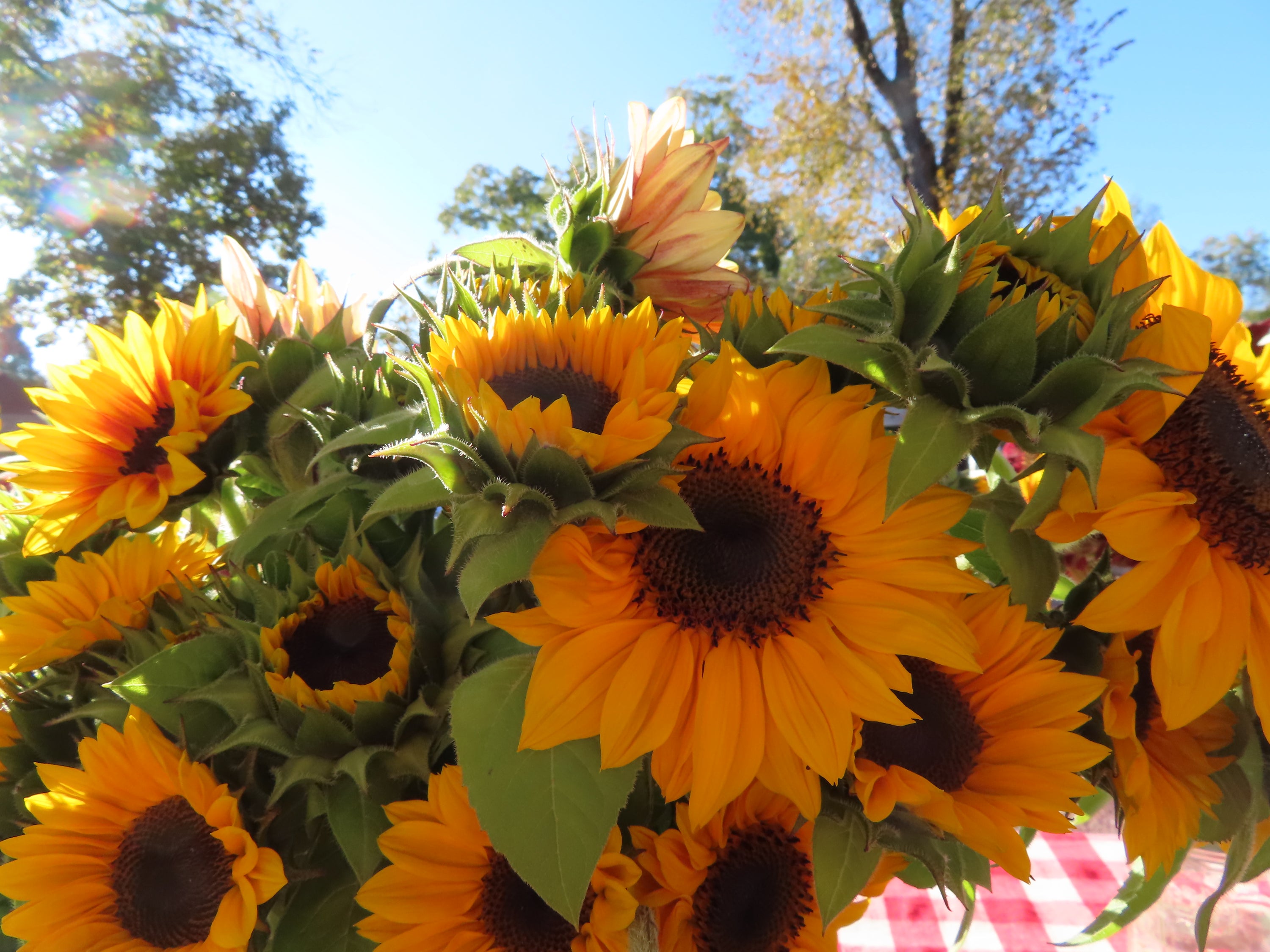 Columbia South Carolina Produce and Cut Flower Farm – Eaddy Acres